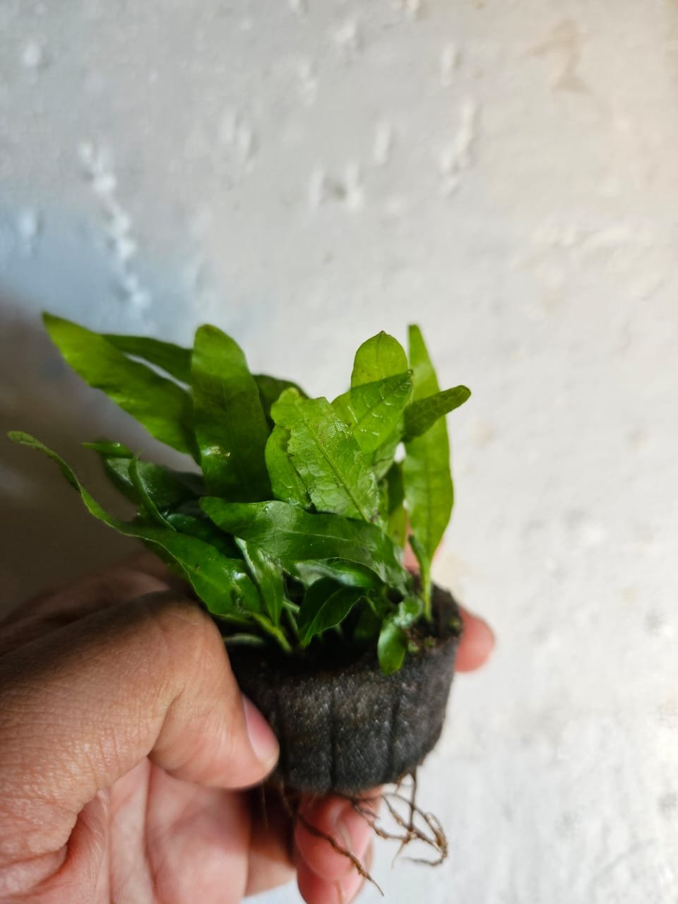 Java Fern Philippine – BUY ANUBIAS