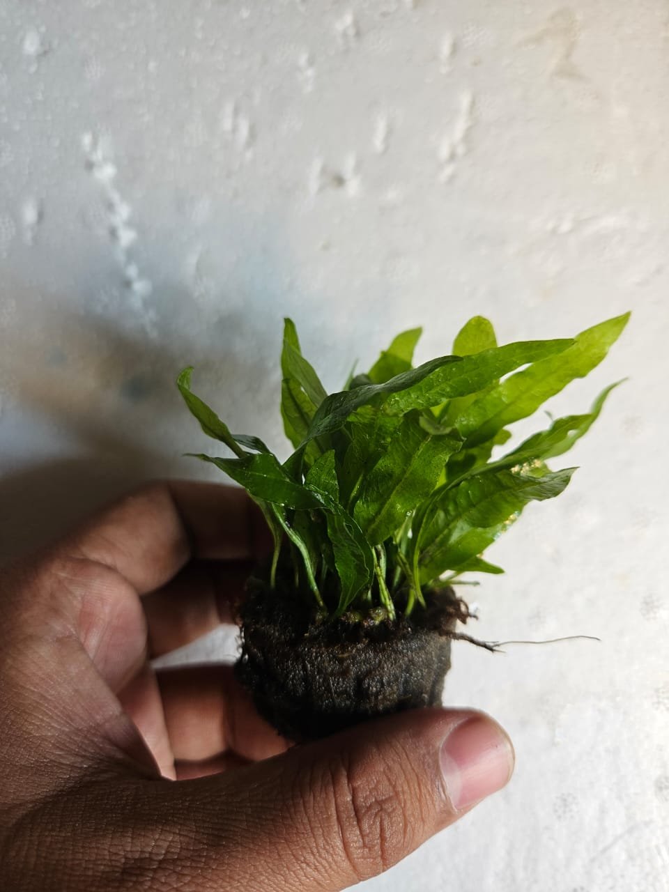 Java Fern Philippine – BUY ANUBIAS