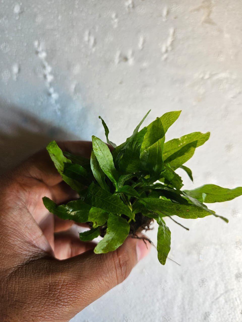 Java Fern Philippine – BUY ANUBIAS